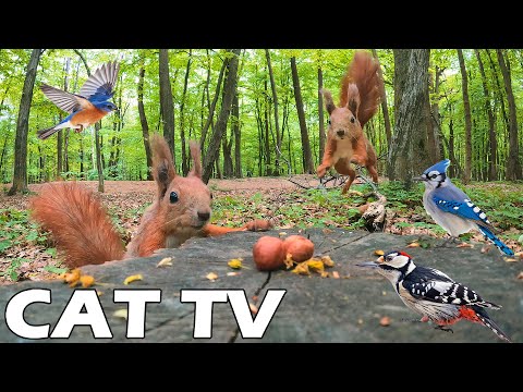KEDİLER İÇİN YENİ, GELİŞTİRİLMİŞ TV 😸📺 Sincap ve Kuş Gözlemciliği 🐿🦜 Rahatlatıcı Kuş Sesi Kediniz...