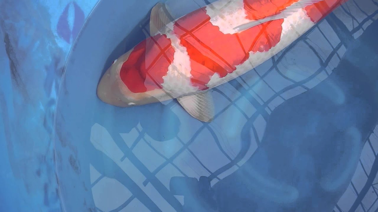 Dainichi 7 years Kohaku S Pattern 85 cm - YouTube