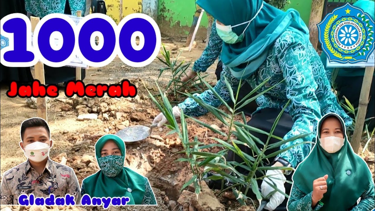 Kelurahan Gladak Anyar Menanam 1000 Bibit JAHE MERAH - YouTube