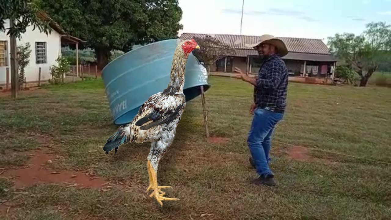 GALO INDIO GIGANTE BRIGA COM CAIPIRA - YouTube