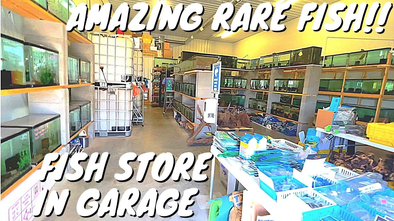 The *RAREST* Selection of Fish | Fish Store Tour - YouTube