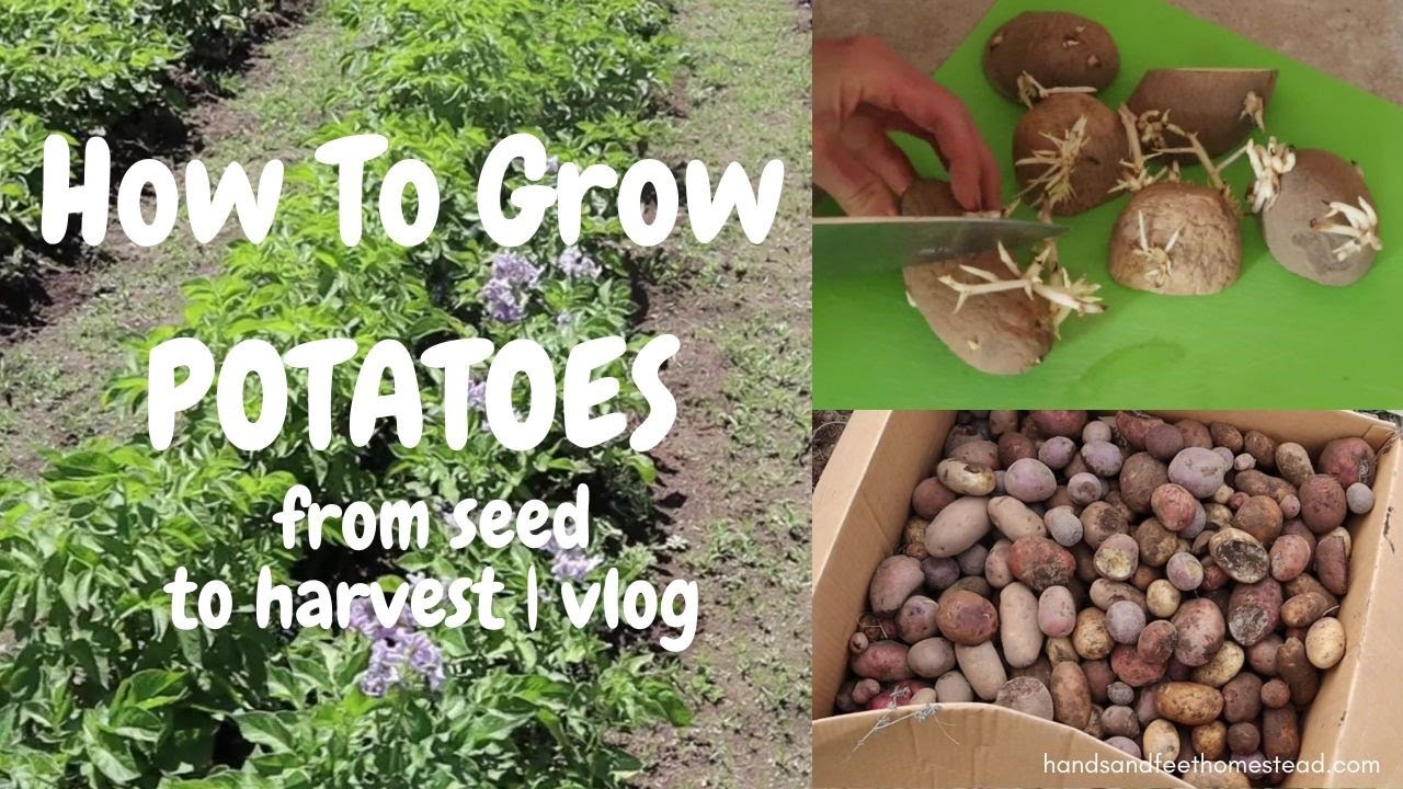 PLANTING POTATOES FROM START TO FINISH! | HOW TO CUT SEED POTATOS ...