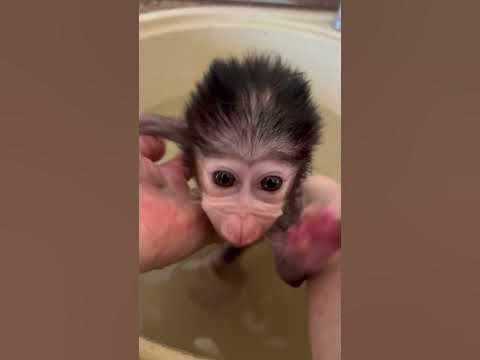 СМЕШНО! Степашка плавает! - YouTube
