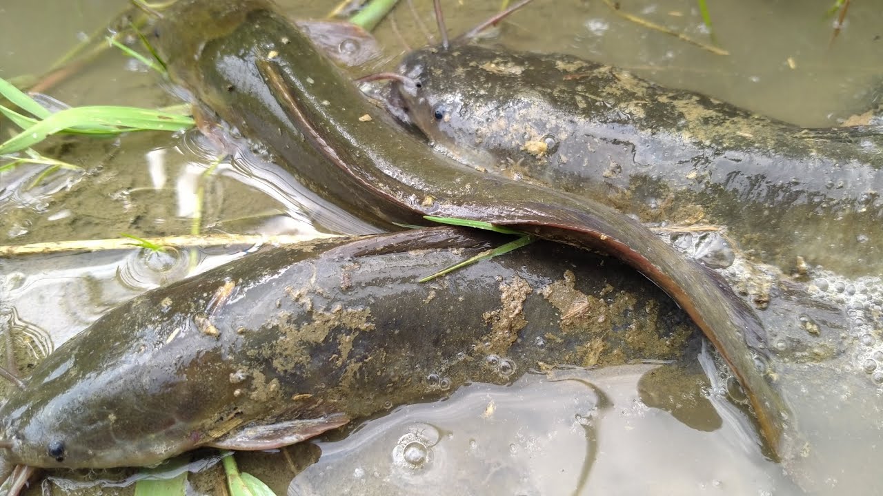 Underground Catching & Catfish in Dry Season - Fishing Under Secret ...