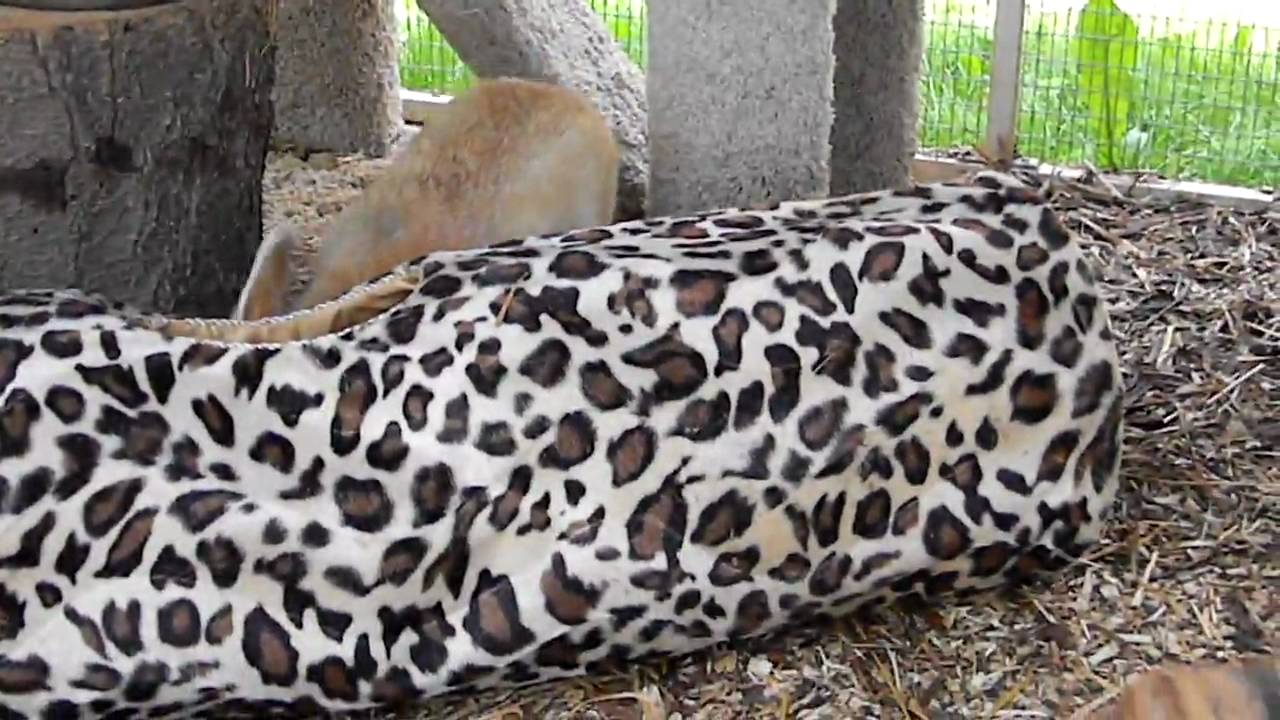 Fennec Foxes Hunting Crickets - YouTube