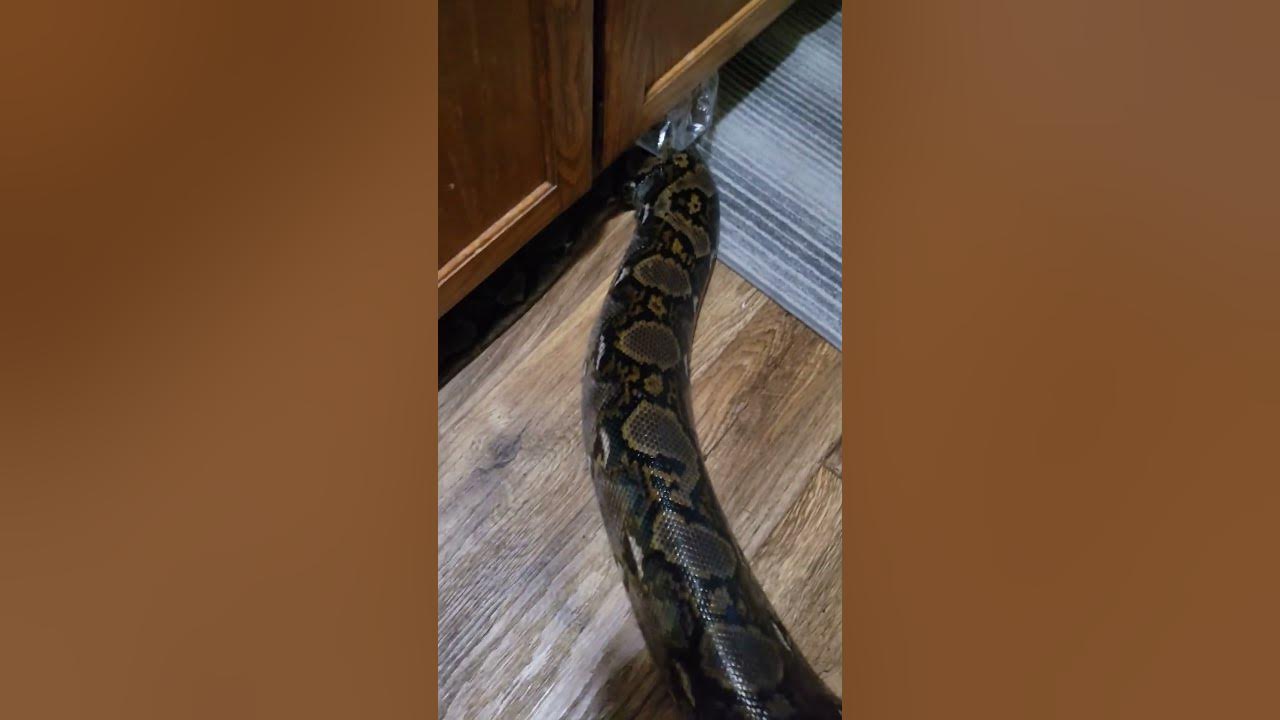 huge reticulated python - YouTube