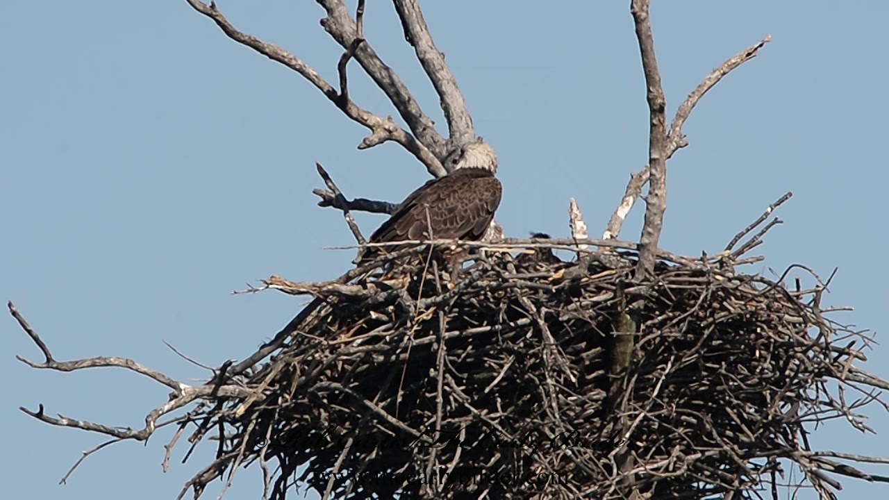 BALD EAGLE with nestling. Haliaeetus leucocephalus - YouTube
