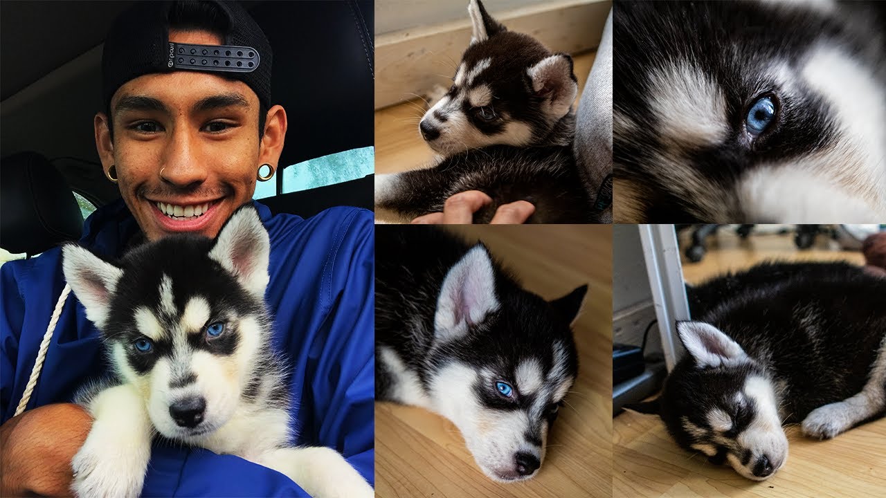 Bringing Home A Husky Puppy Vlog!! - YouTube