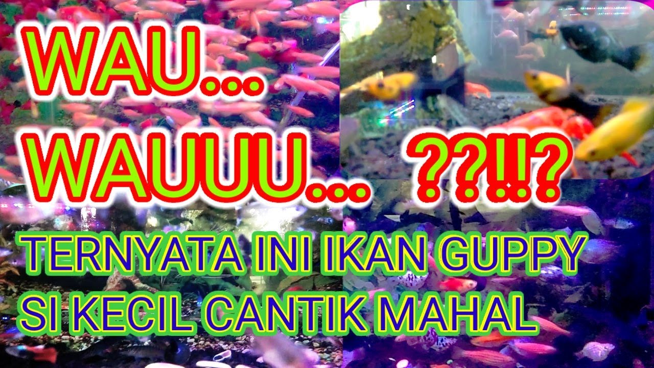 IKAN HIAS MOLLY |TETRA | GAPI | NEON TETRA YANG UNIK DAN CANTIK #fish # ...