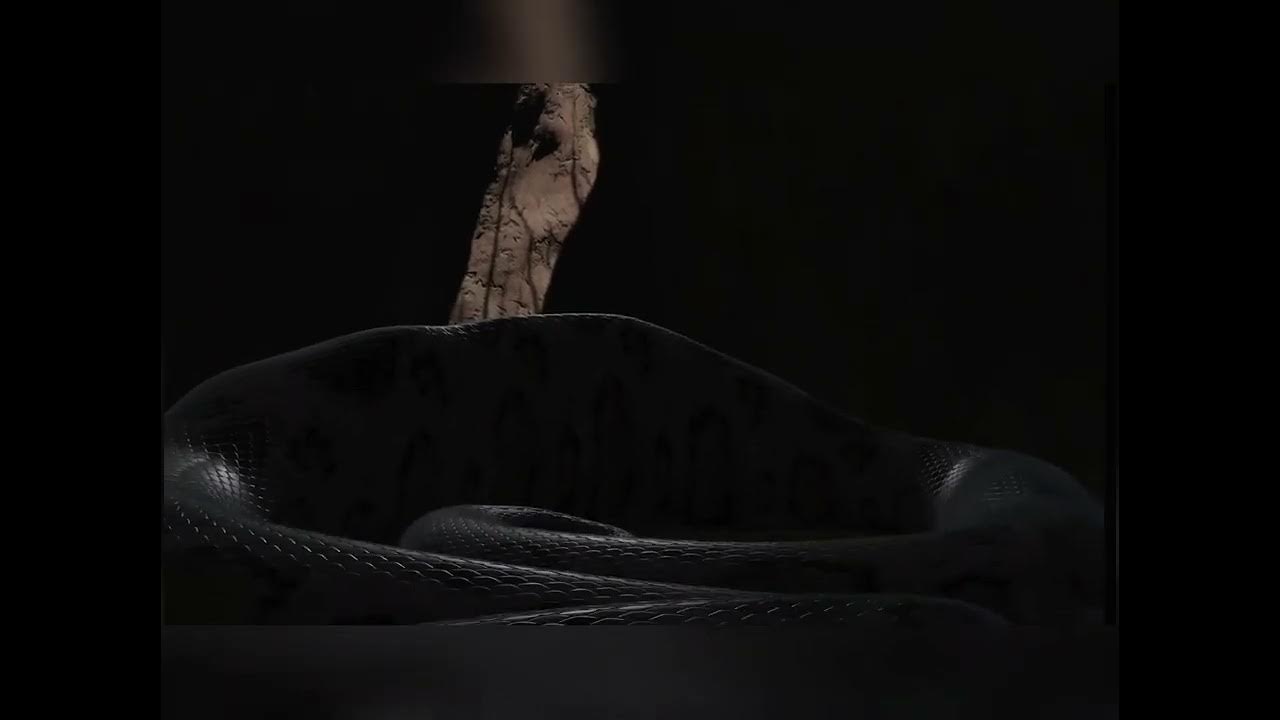 Snake Devours Girl #Fyp:) #Snakes #Vore #Gorgo - YouTube