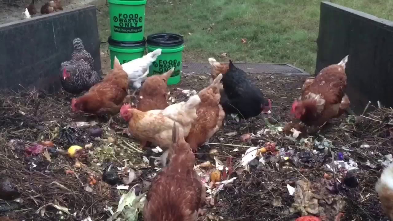 Chicken Composting System - YouTube