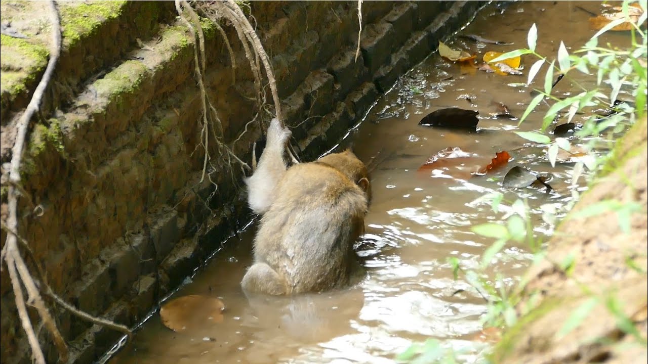 Poor Baby Monkey Bobby Missing Play Mud For Long Day, Can't Stop Him To ...