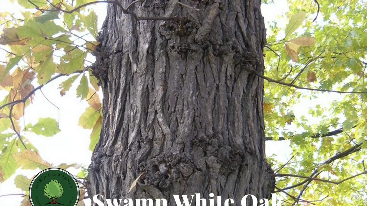 Swamp White Oak - YouTube