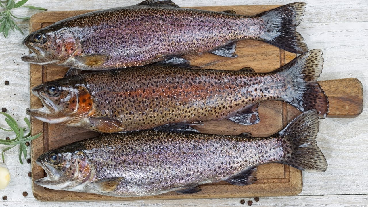 Trout Fishing in the Snow - Catch n' Cook!! - YouTube