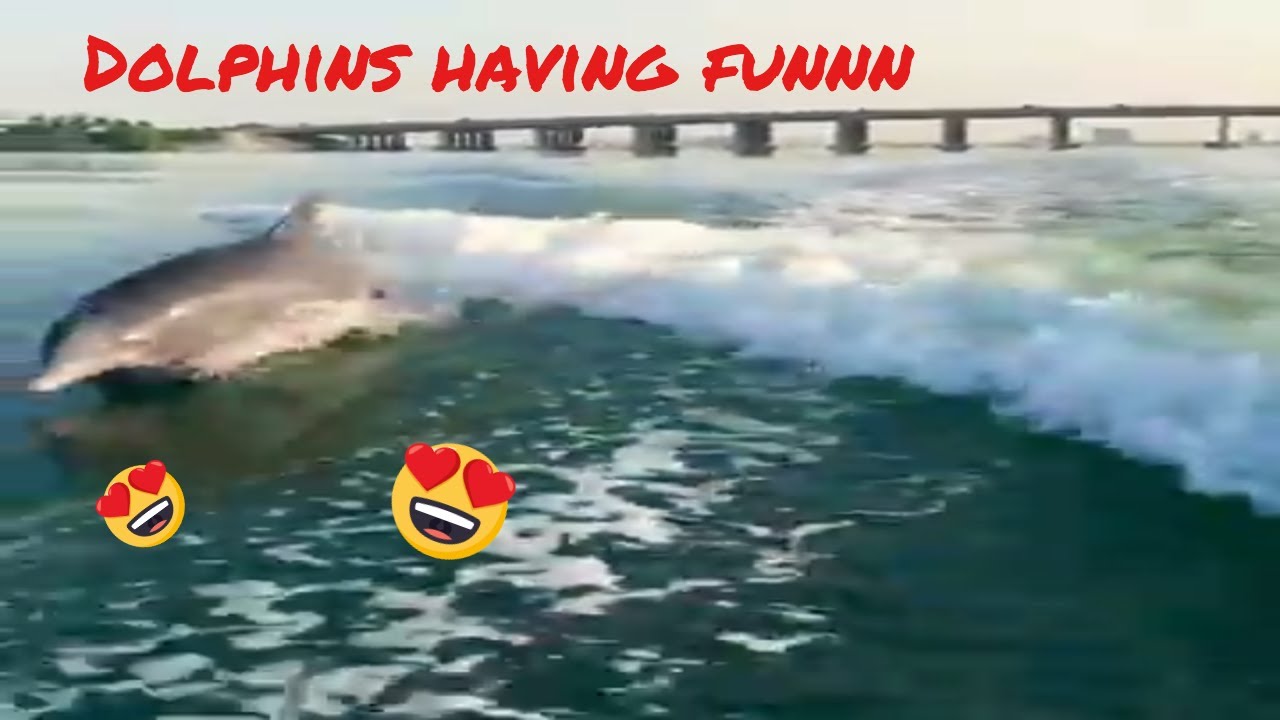 Dolphins having fun 😍😍😍 - YouTube