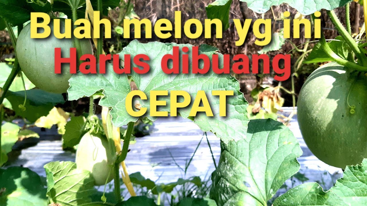 Cara Memilih bakal buah melon super - YouTube