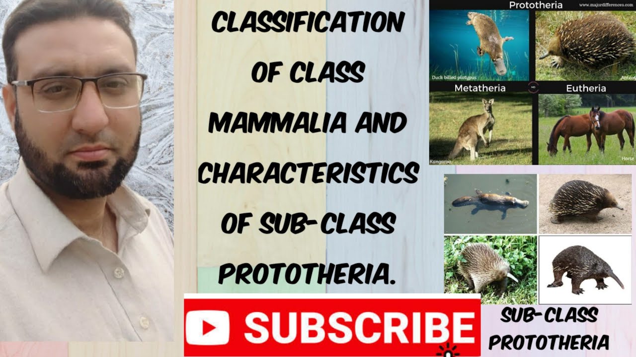 Classification of class Mammalia and characteristics of sub class ...