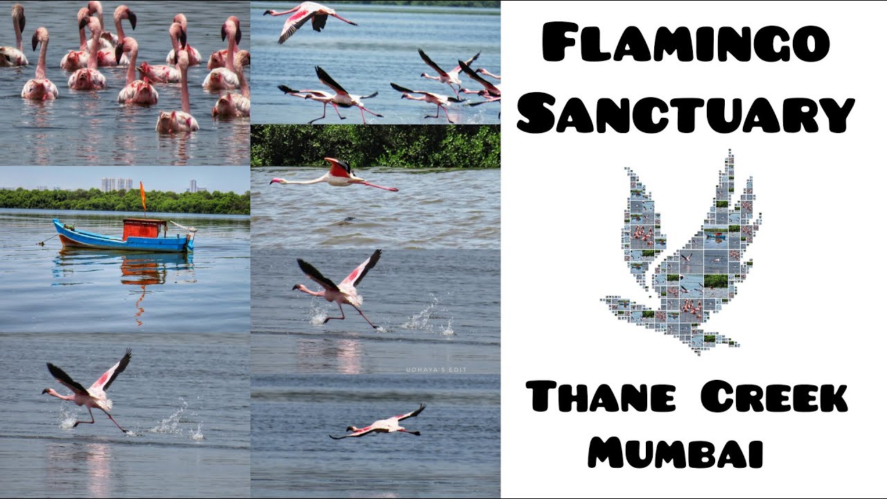 Flamingo Safari | Thane Creek Bird Sanctuary | Thane Creek Boating ...
