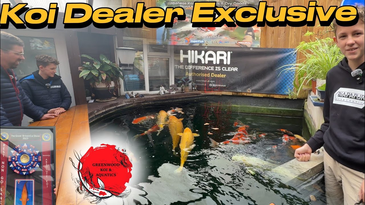 Exploring Greenwood Koi Shop And Their Champion Fish Collection #koi # ...