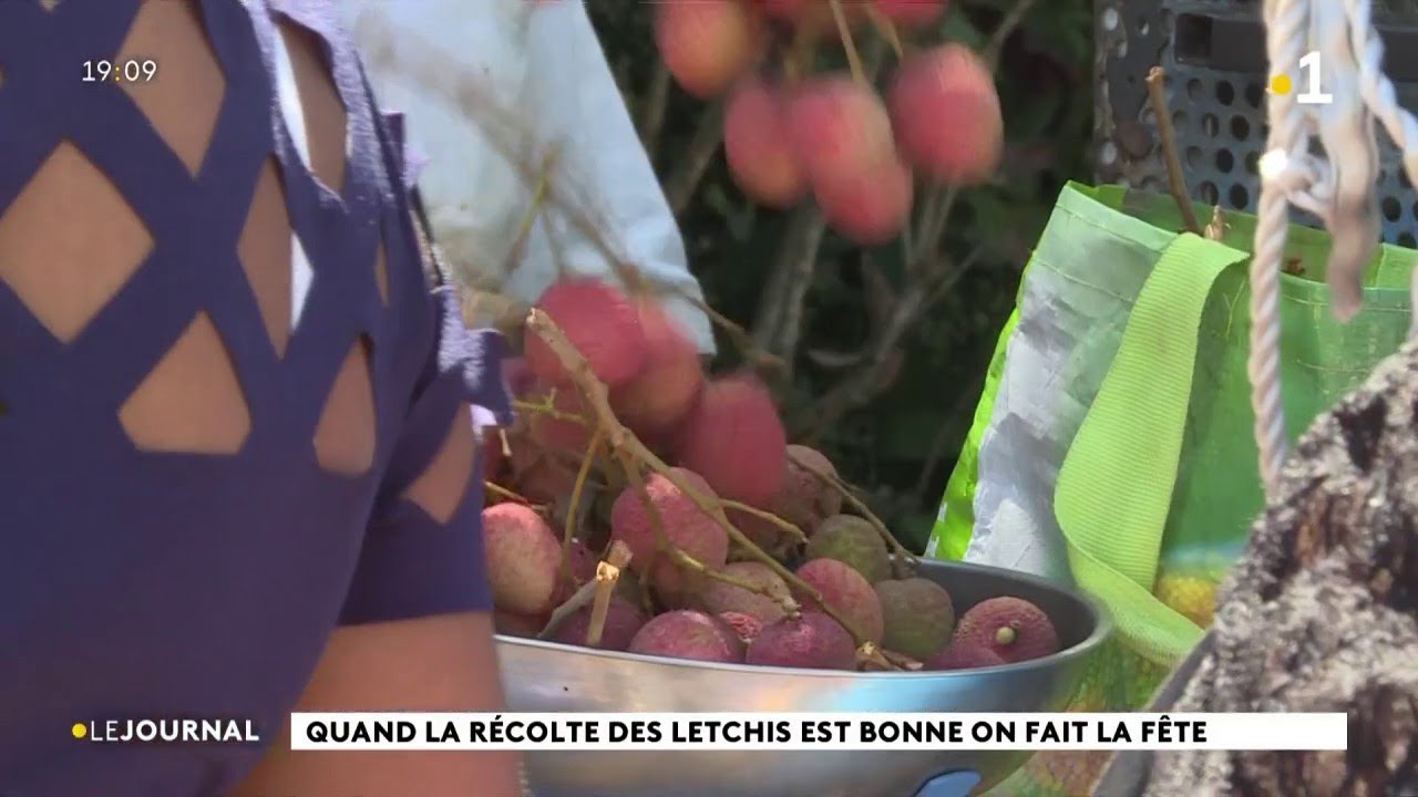 Quand la récolte des letchis est bonne on fait la fête - YouTube
