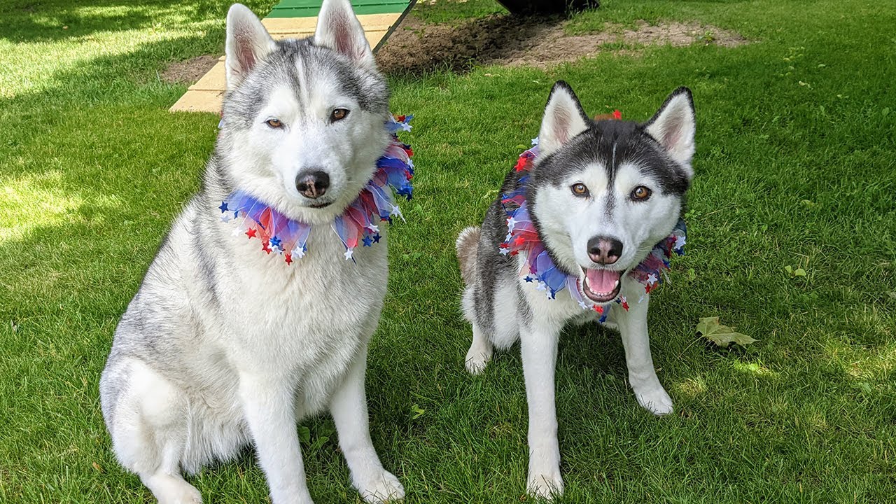 A Happy Husky 4th of July - YouTube