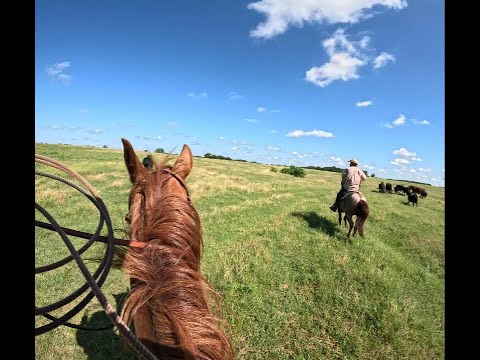 Fixing a Limp The Ranch Way --Treating Foot Rot!