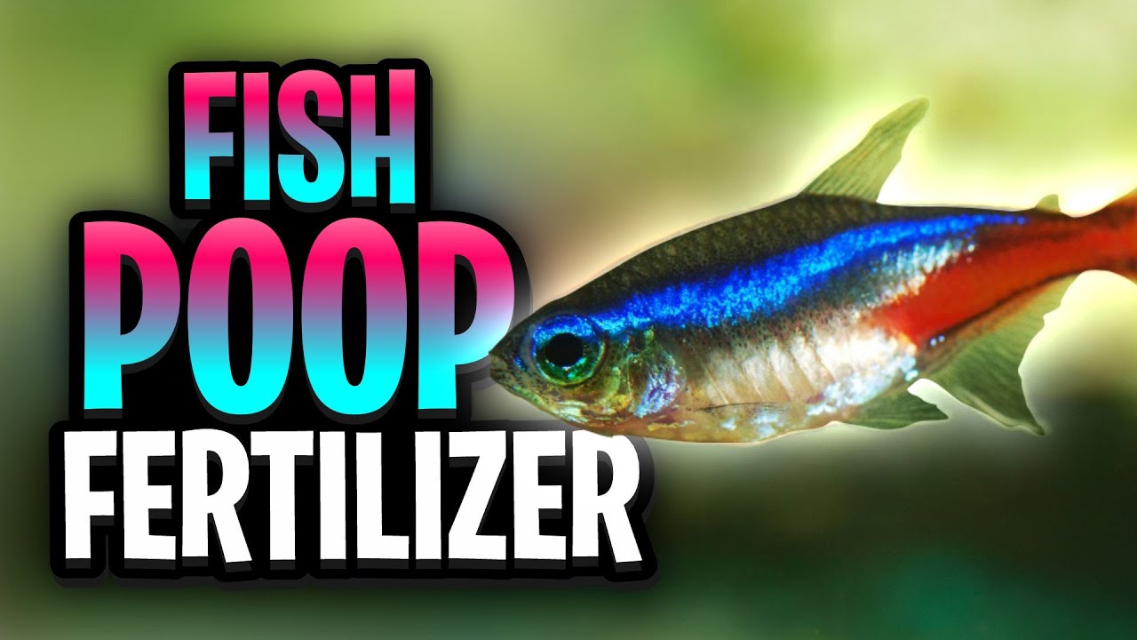 Fish Poop Fertilizer - Natural Fertilization For Low-Tech Planted ...