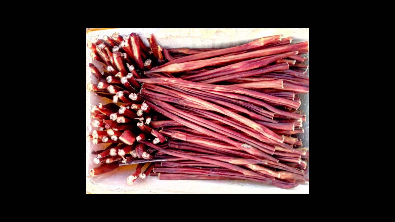 Pizzle Dried Beef Pizzle - YouTube