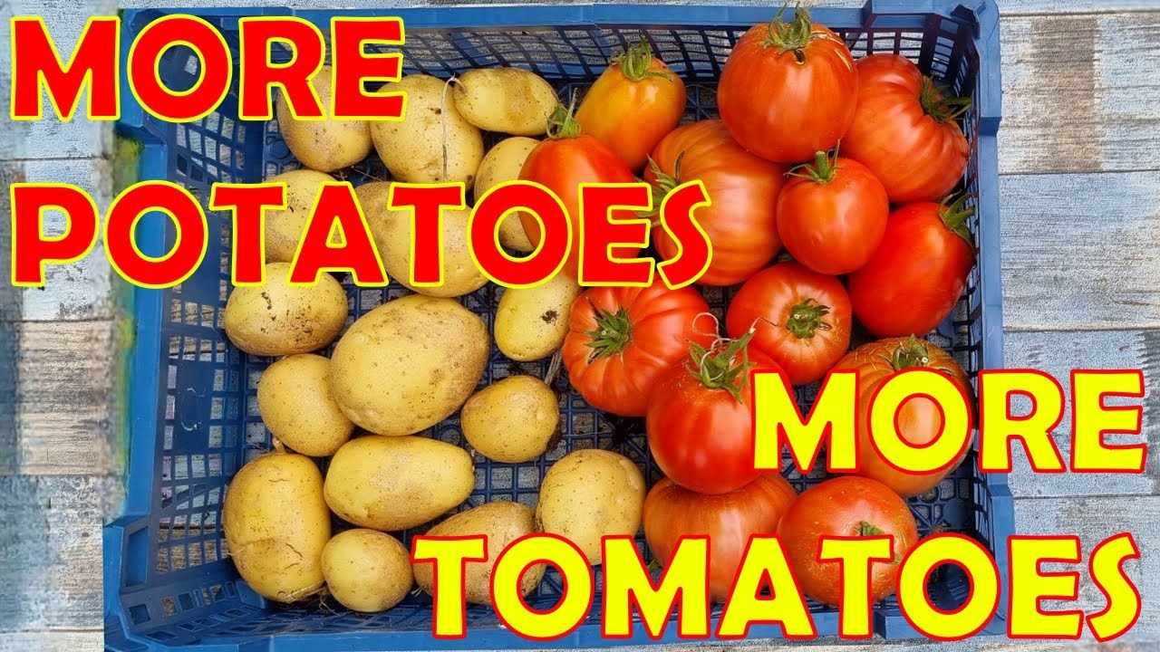 Vivaldi - A Potato for Four Seasons! - YouTube