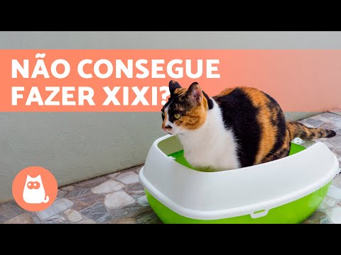 Meu GATO NÃO consegue URINAR 🐱 (Causas e o que fazer)