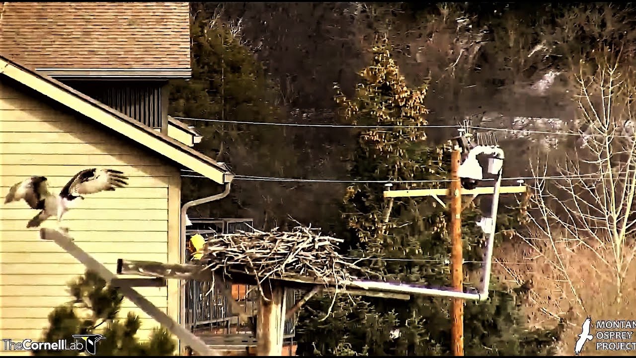 Iris alerts and shows back up on her perch ~ video from the Owl Pole ...