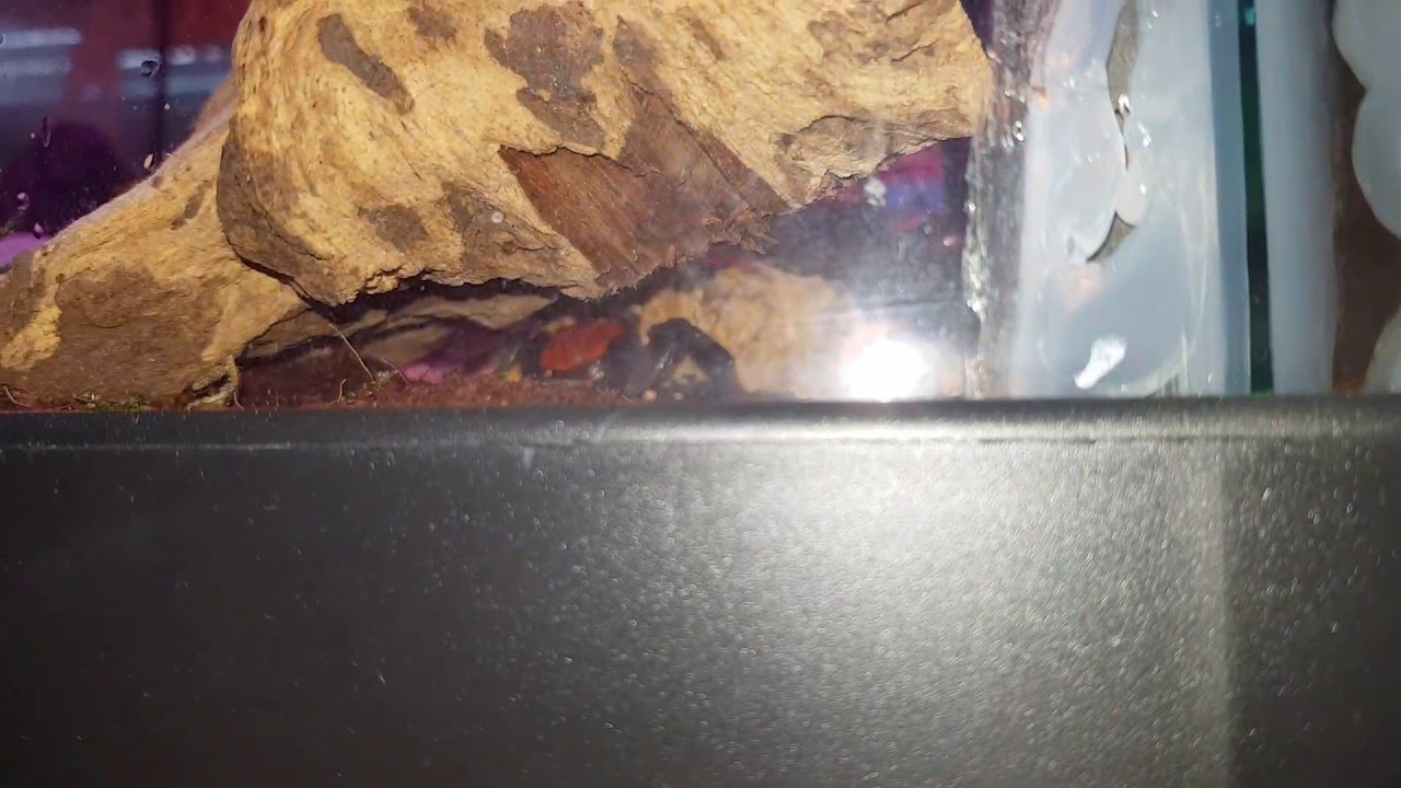 Krab Red Devil - YouTube