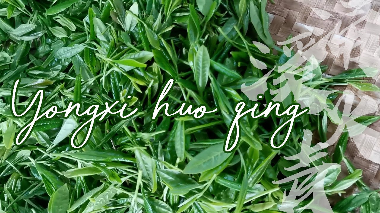 Anhui Green Tea: Yongxi Huo Qing - YouTube