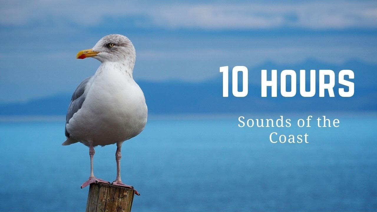 10 Hours Seagull Cries - Foghorn - Coastal Sounds - YouTube