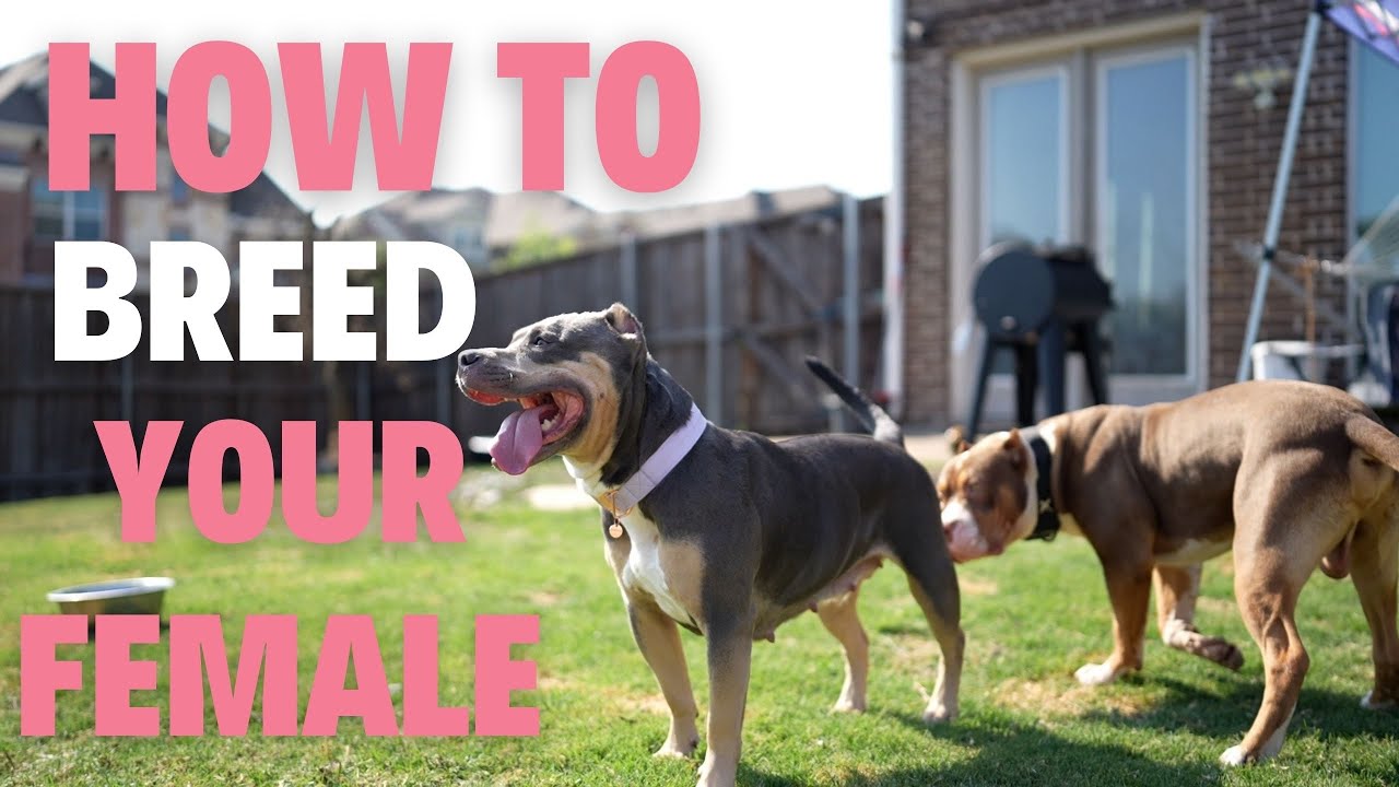 How to Breed Your Female??? - YouTube