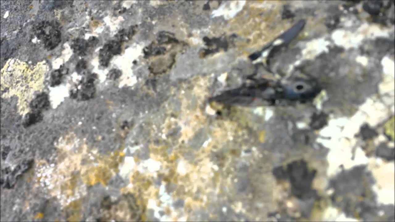 Execution of Carl the Super Bug - YouTube
