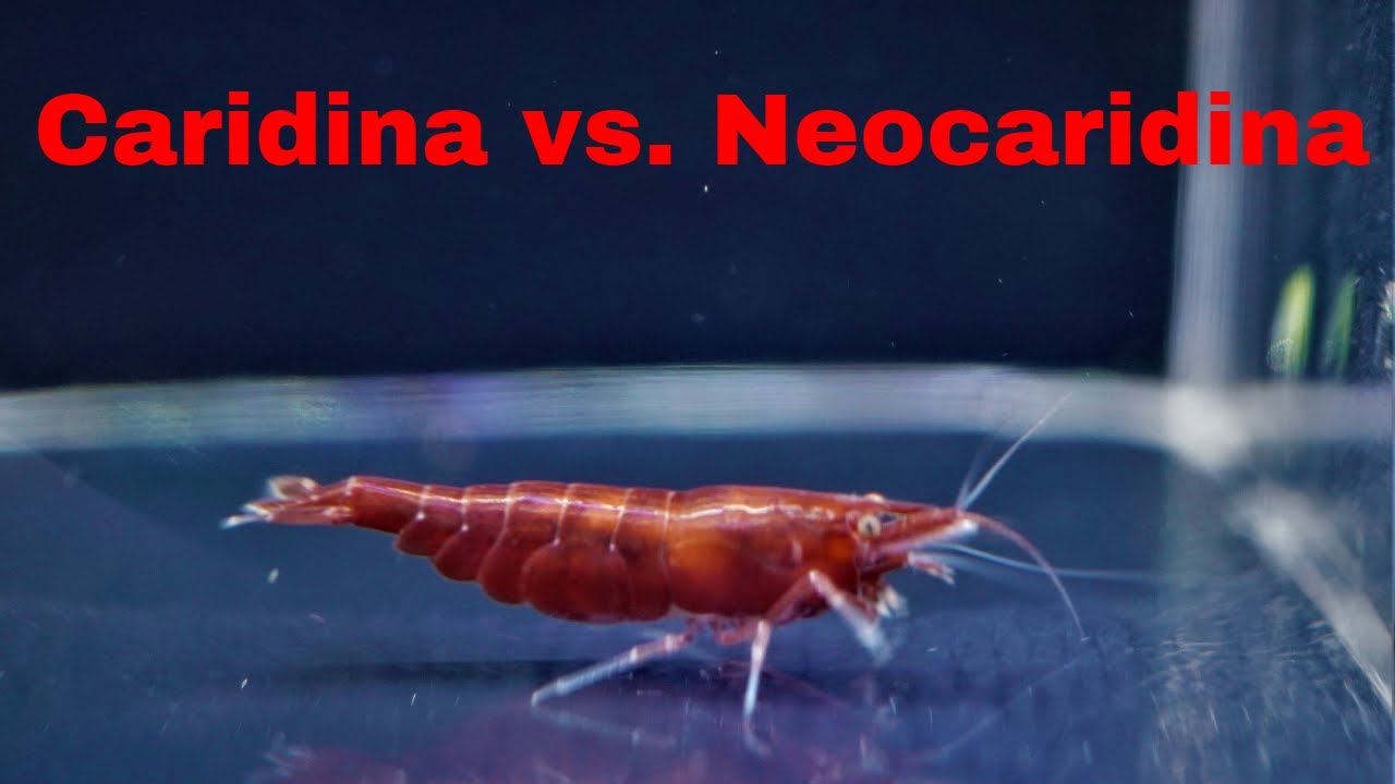 Caridina vs. Neocaridina: Freshwater Shrimp - YouTube