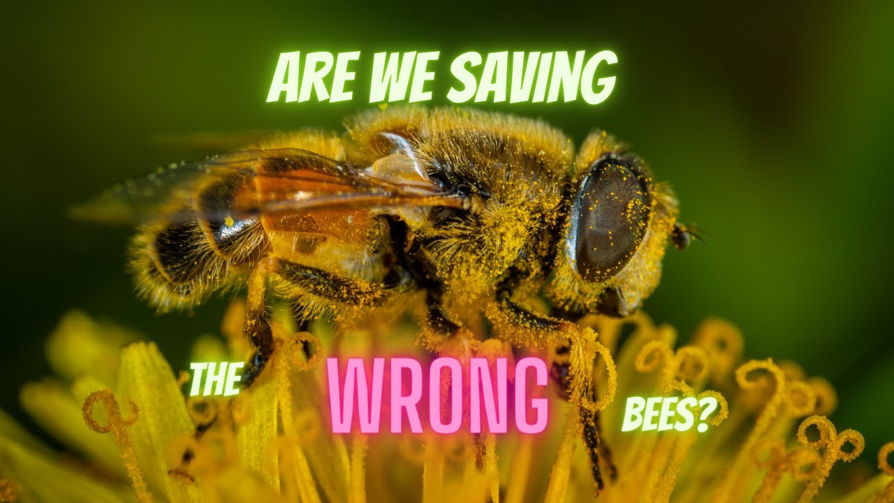 Are we saving the WRONG bees? [What bees we should be saving] - YouTube