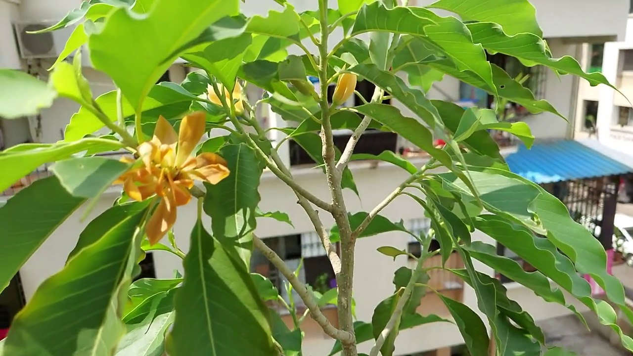beautiful Son Chafa, Michelia champaca (orange) Plant #sonchafa - YouTube