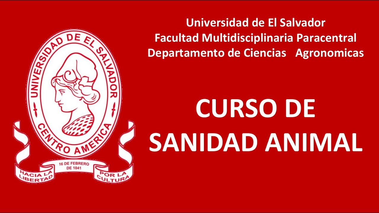 20 Síndrome MMA MASTITIS METRITIS AGALACTIA en cerdas. - YouTube