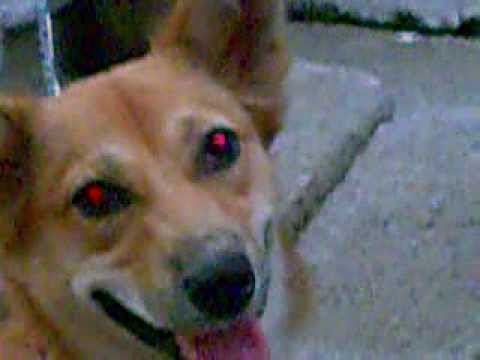 [Dog With Red Eyes] - YouTube