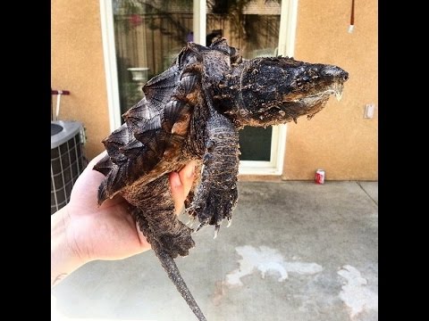 Unboxing Reptiles From Underground reptiles - YouTube