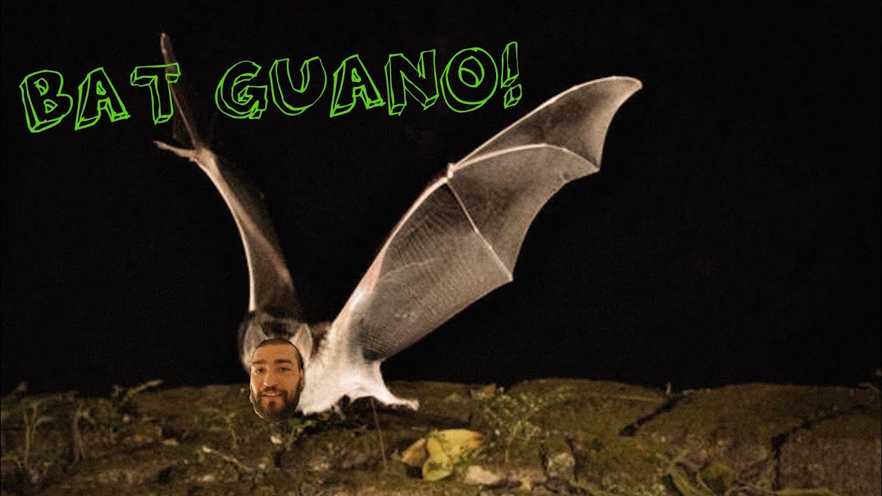 Bat Guano Removal Job - YouTube