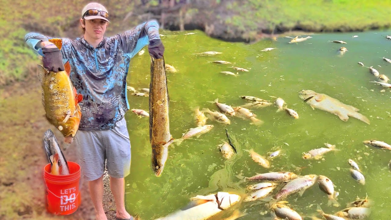 My FISH Died from this… - YouTube