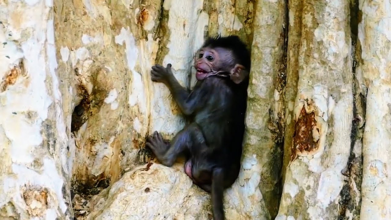 Poor Tiny Baby Monkey Pebbles Was Scared Of Spring Sits Next To Her Mom ...