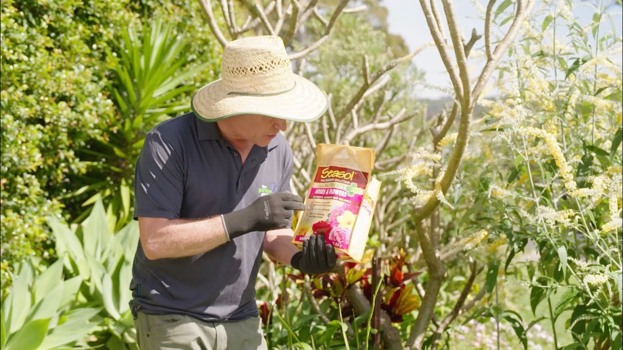 3 Easy Steps for Spring Flower Feeding with Seasol plus Nutrients Roses ...