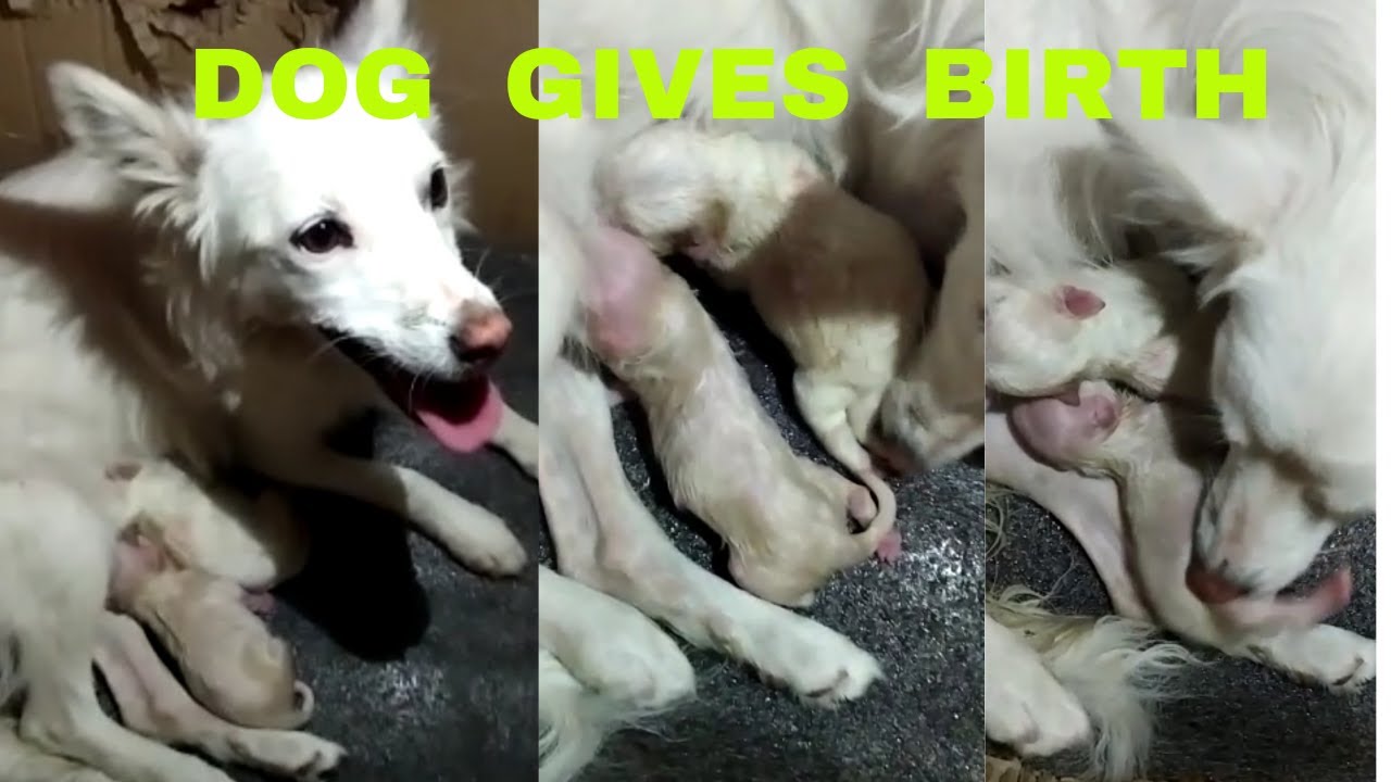 Dog giving birth for the first time #new puppy #newbornpuppy #doglovers ...