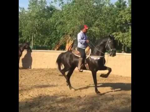 Caballo Bailador -Son Con Banda - YouTube