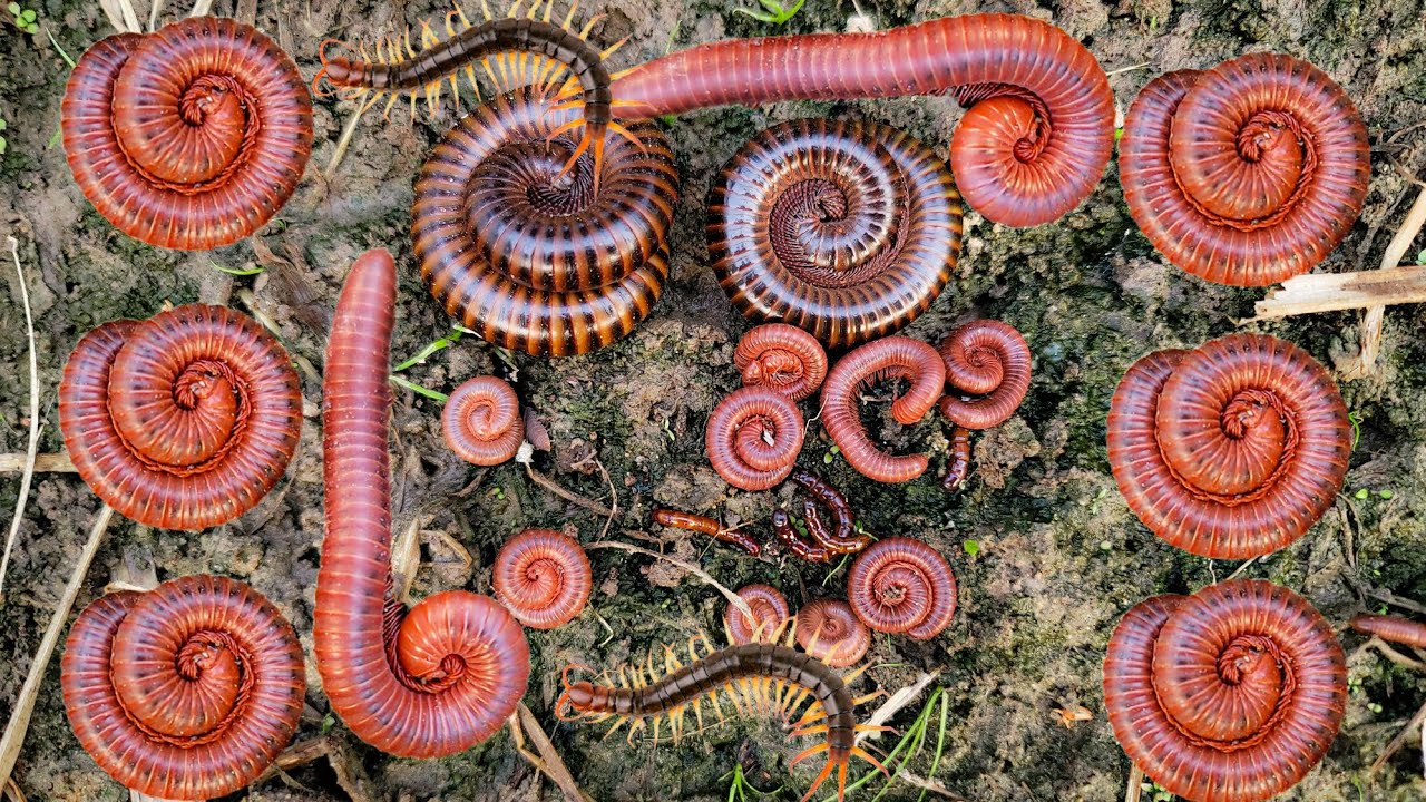 Looking Insects Under Wood Met Red Millipede,Larva Worm, Worm Black ...