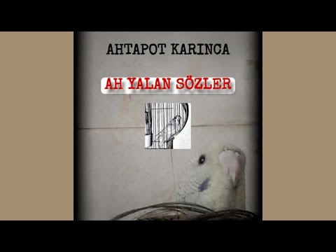 Ahtapot Karınca - MaNyAk (Remastered)